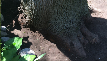 Acer Tree Professional Arboriculture Services | Tree Specialists